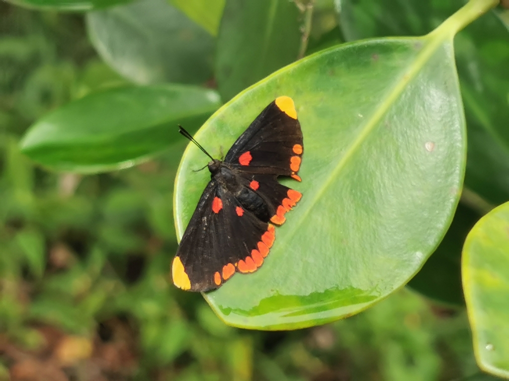 Red-bordered Pixie from Alto Boquete, Panama on November 3, 2023 at 12: ...