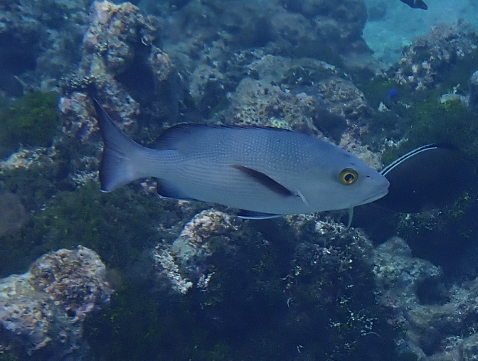 Two-spot Red Snapper from Herald Cays, Australia on November 4, 2023 at ...
