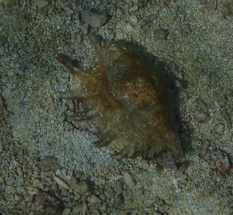 Giant Spider Conch from Herald Cays, Australia on November 4, 2023 at ...
