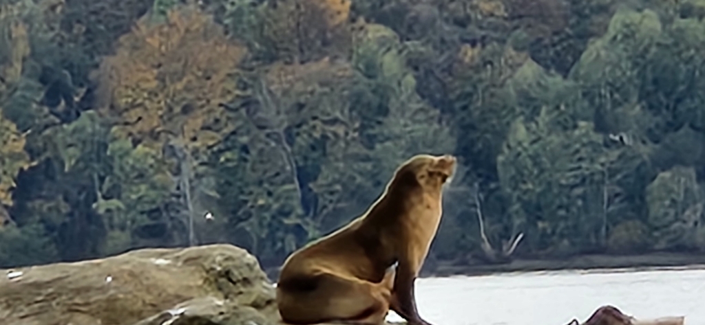 Steller Sea Lion in November 2023 by Hila Taylor · iNaturalist