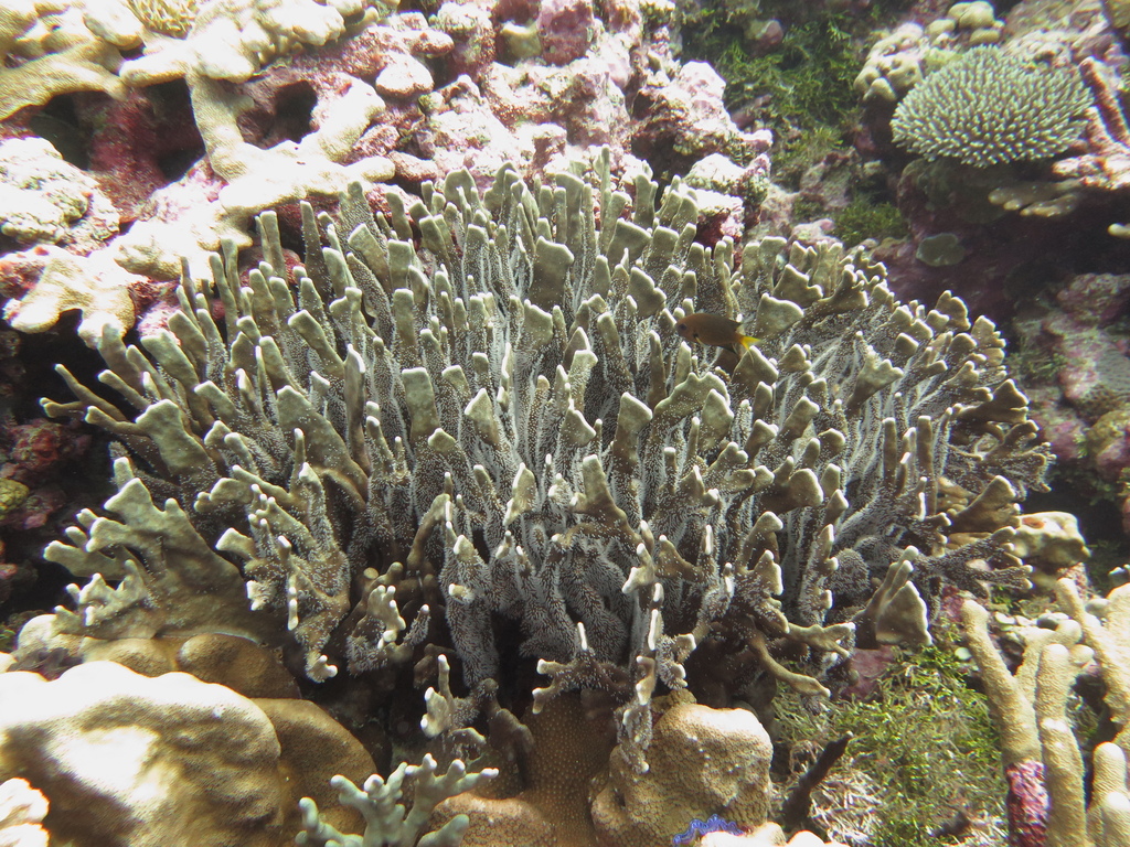 Heliopora from Oroluk, Micronesia on October 27, 2023 at 03:04 PM by ...