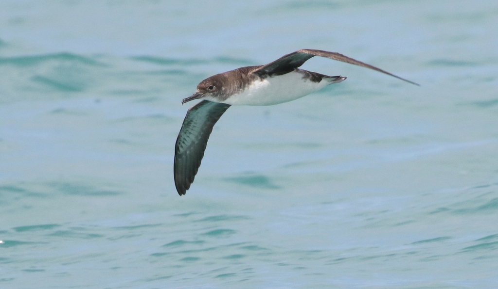 Hutton's Shearwater (Sunshine Coast Marine Biosphere Species Guide ...
