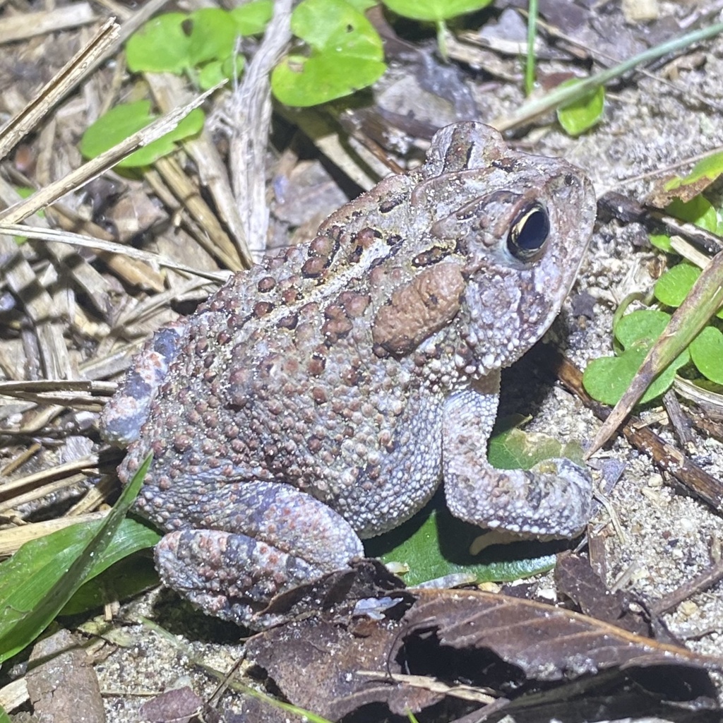 Southern Toad from Lamont, FL, US on November 3, 2023 at 07:25 PM by ...
