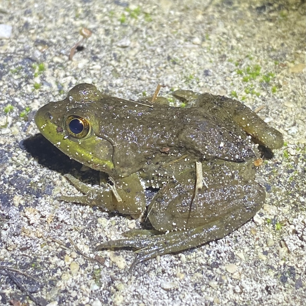 American Bullfrog from Lamont, FL, US on November 3, 2023 at 07:41 PM ...