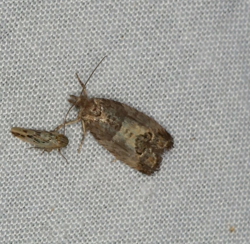 Eye-spotted Bud Moth from Mont-Joli, QC, Canada, 1101 rue Lussier on ...