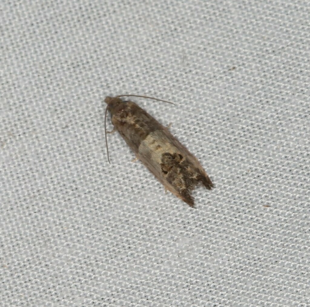 Eye-spotted Bud Moth from Mont-Joli, QC, Canada, 1101 rue Lussier on ...