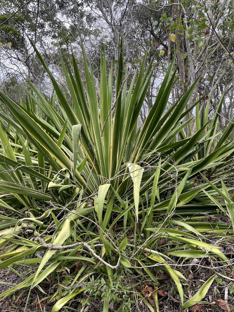 agave and allies from Teerk Roo Ra National Park, Peel Island, QLD, AU ...