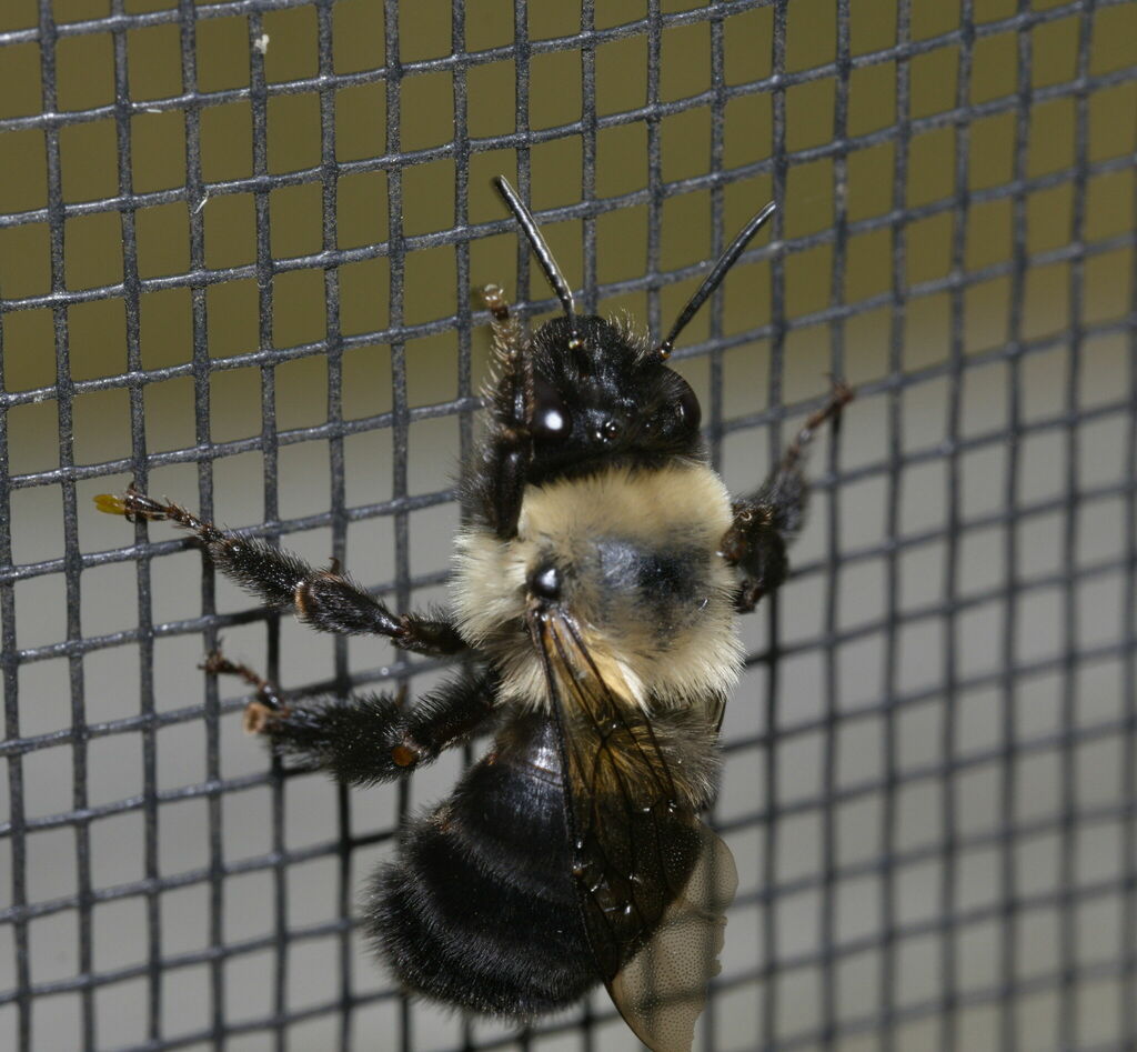 Abrupt Digger Bee in July 2023 by mannac · iNaturalist