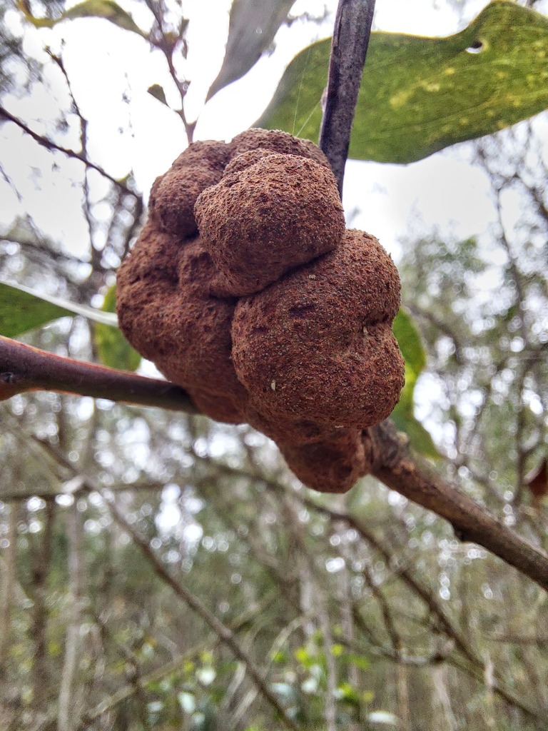 Port Jackson Gall Rust from Brisbane QLD, Australia on November 4, 2023 ...