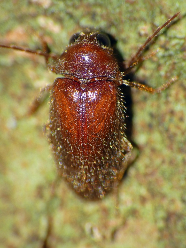 Toe-winged Beetles from Candlenut on November 4, 2023 at 11:23 AM by ...