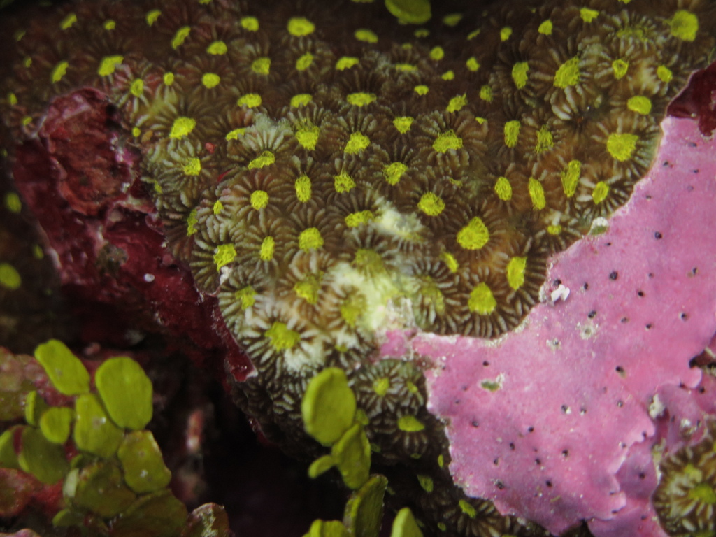 Favites from Oroluk, Micronesia on October 29, 2023 at 03:01 PM by ...