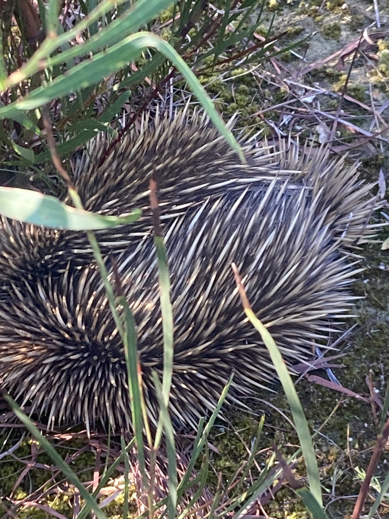 Kangaroo Island Echidna from Kangaroo Island, Karatta, SA, AU on April ...