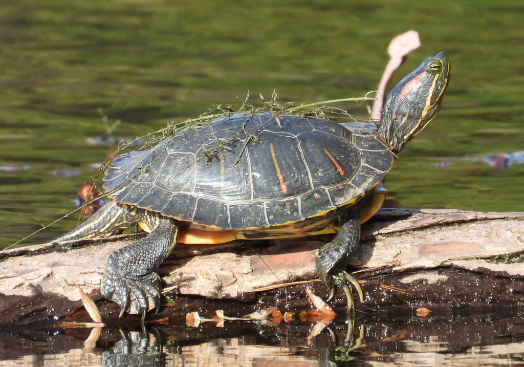 Red-eared Slider from Wheaton, Wheaton-Glenmont, MD, USA on November 2 ...