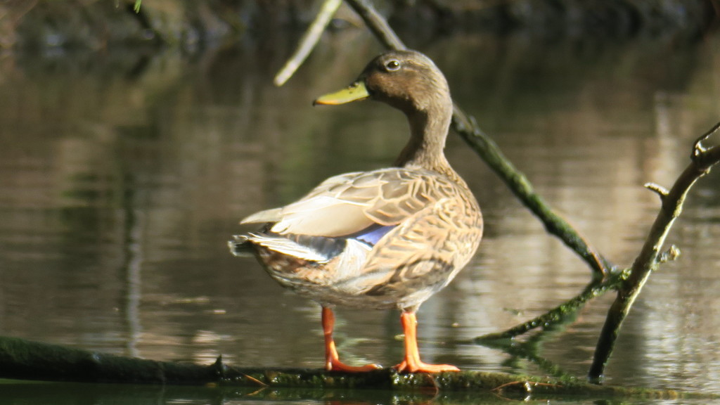 Hawaiian Duck in January 2019 by Simon Nicholas · iNaturalist