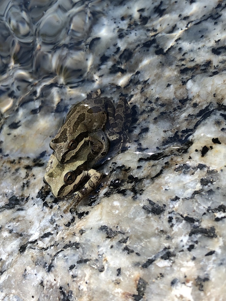 Baja California Tree Frog in October 2023 by Lazuli · iNaturalist