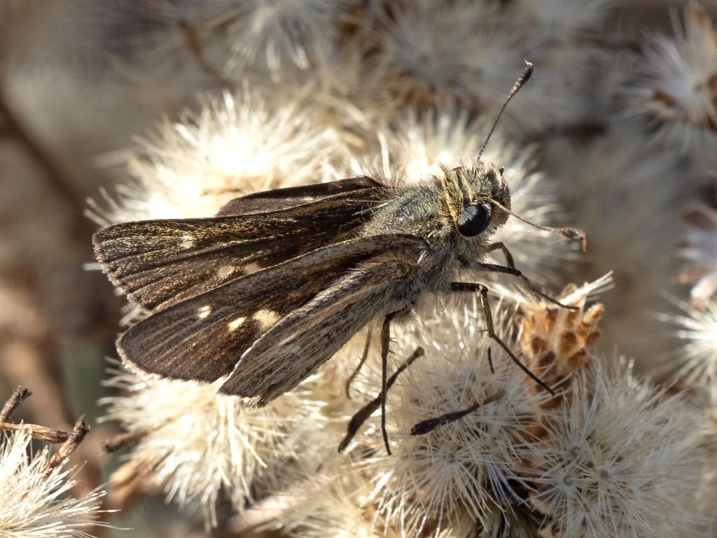 Wandering Skipper in November 2023 by robbhamilton · iNaturalist