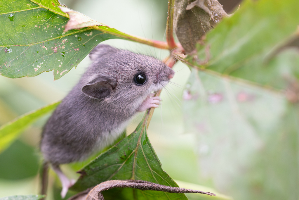 White-footed Mouse from Wooded Island, Jackson Park, Chicago, IL, USA ...