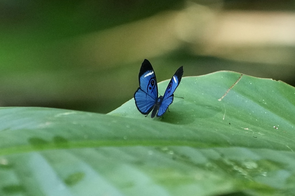 Loruhama Eyemark from Tena, Ecuador on November 3, 2023 at 10:11 PM by ...