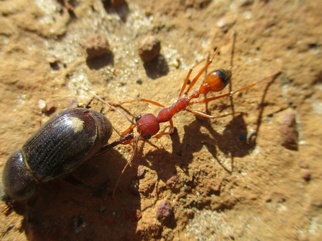 Black-scaped Bull ant from Cape Borda SA 5223, Australia on November 4 ...