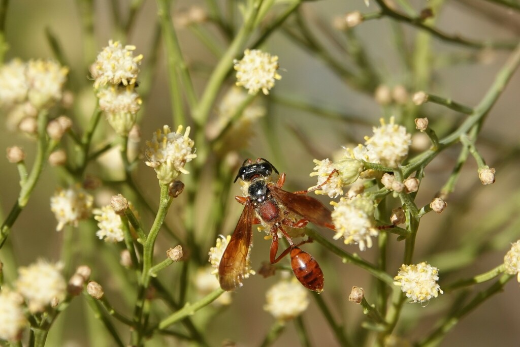 Elegant Grass-carrying Wasp from Pima County, AZ, USA on November 3 ...