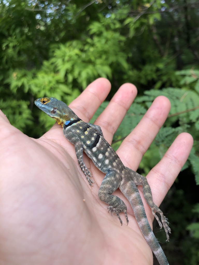 Baja California Rock Lizard from Los Cabos, B.C.S., MX on October 19 ...