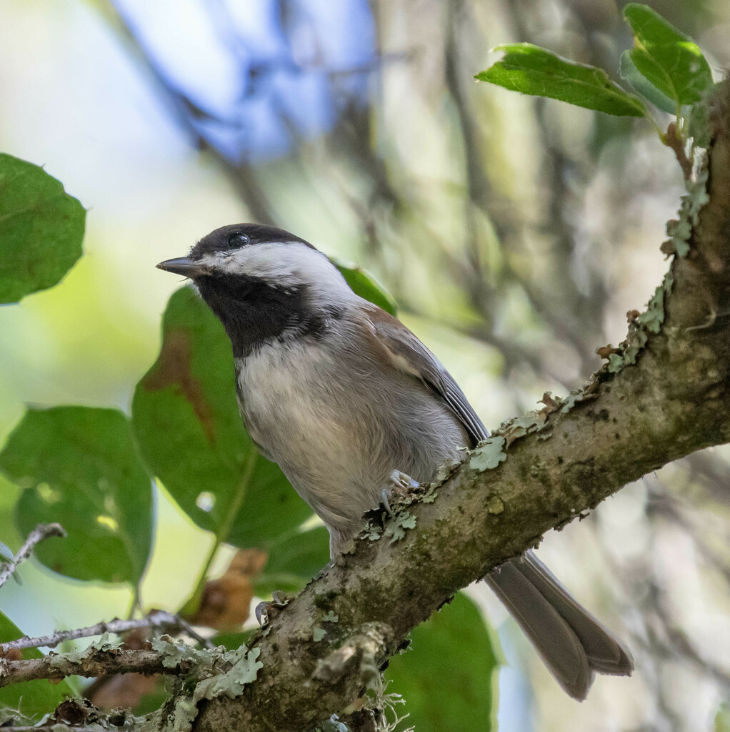 Southern Chestnut-backed Chickadee from Contra Costa County, CA, USA on ...