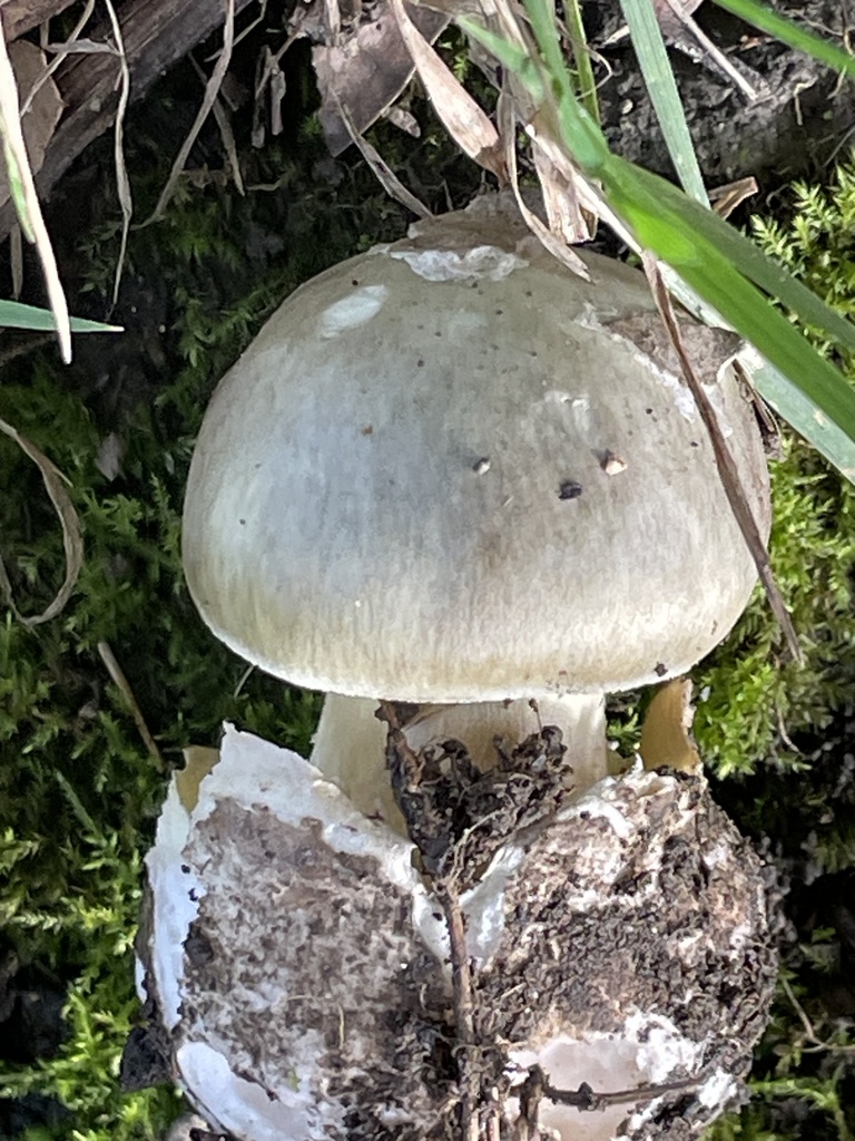 Deathcap from Firemens Park, Ferndale, CA, US on November 3, 2023 at 04 ...