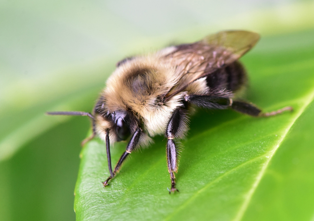 Common Eastern Bumble Bee from West Side, Vancouver, BC, Canada on ...