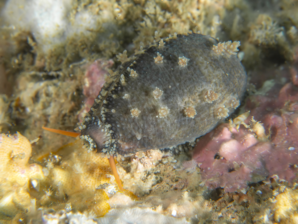 yellow-toothed cowrie from North West Solitary Island, Australia on ...