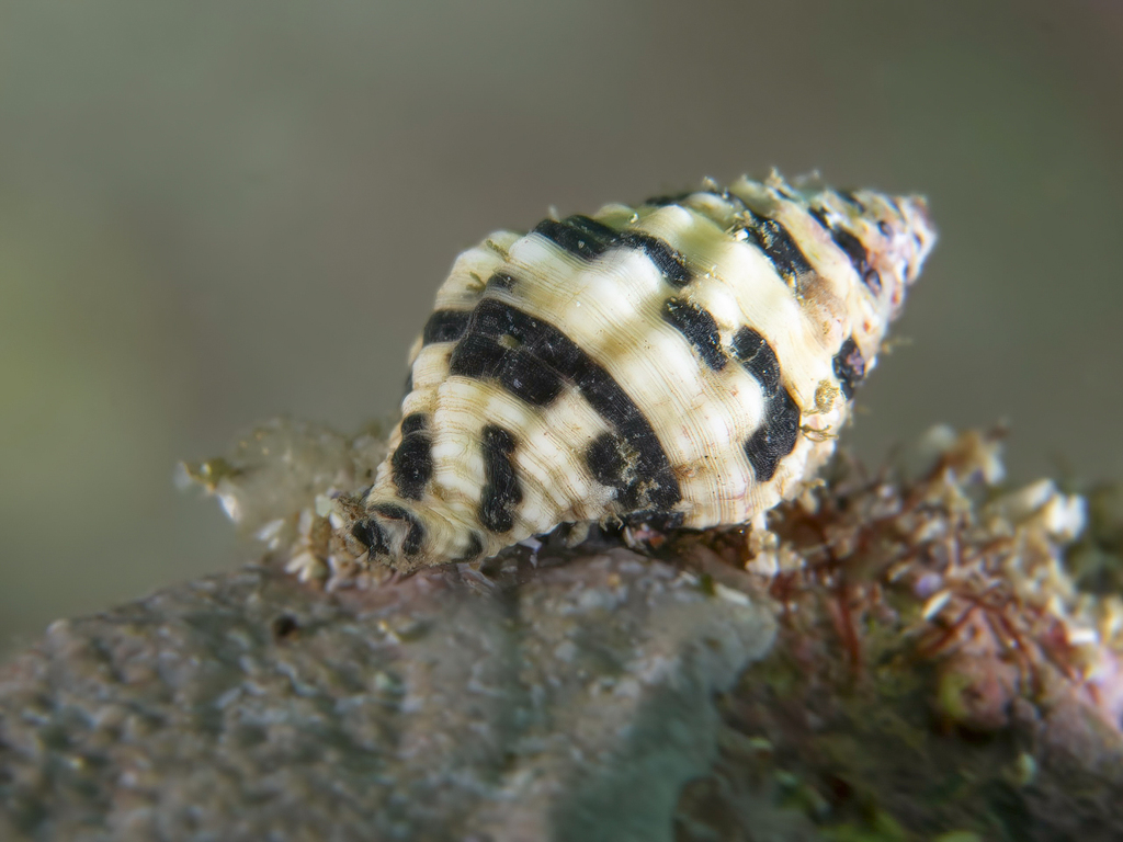 Engina lineata from North West Solitary Island, Australia on November 3 ...