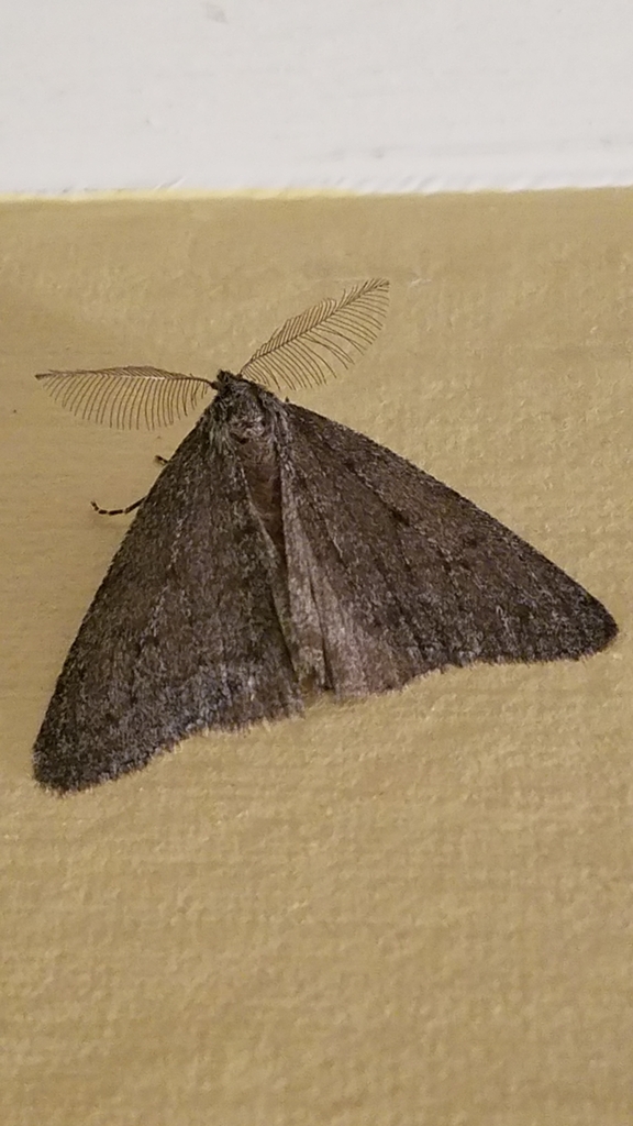 Walnut Spanworm Moth from 414 S Lincoln St, Moscow, ID 83843, USA on ...