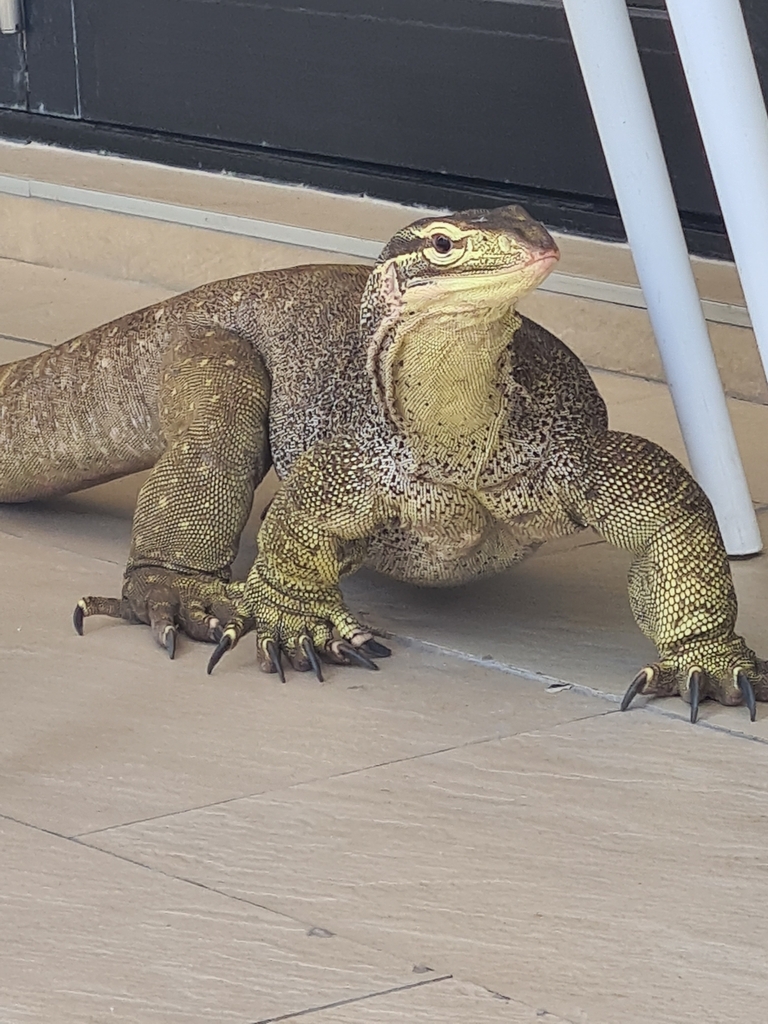 Eastern Argus Monitor from Fitzroy Island QLD 4871, Australia on ...