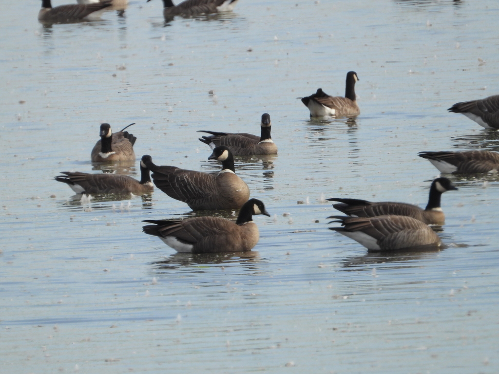Aleutian Cackling Goose in November 2023 by Howard Friedman · iNaturalist