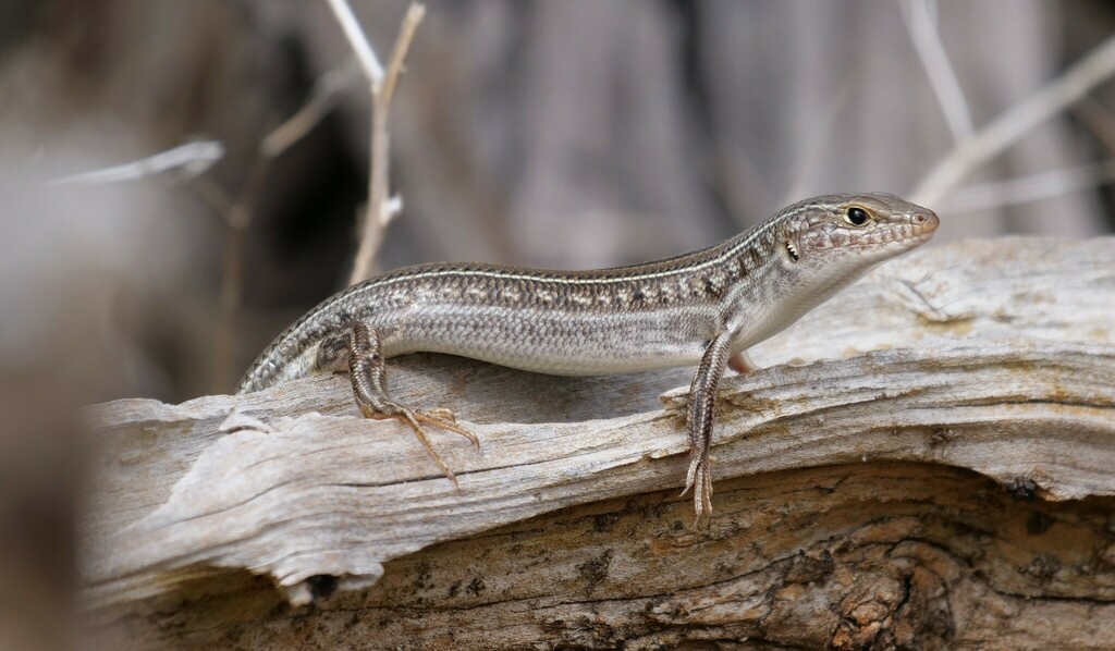Robust Ctenotus from Hartley SA 5255, Australia on November 3, 2023 at ...