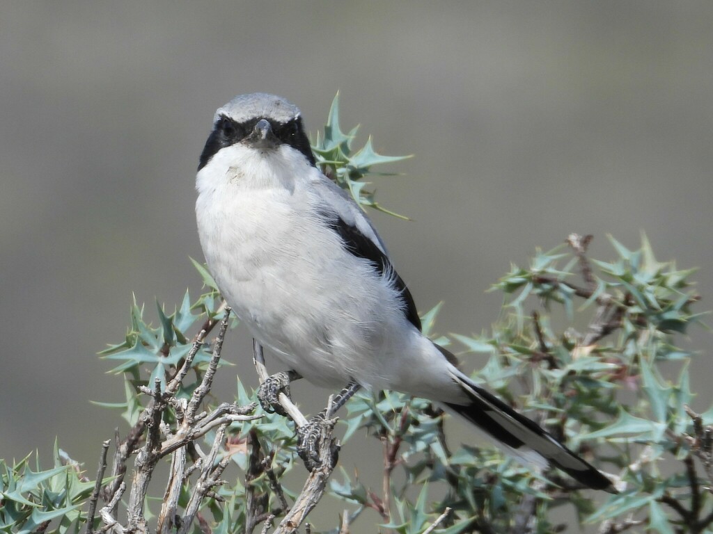 Loggerhead Shrike from .uaaan RLA on November 3, 2023 at 02:59 PM by ...
