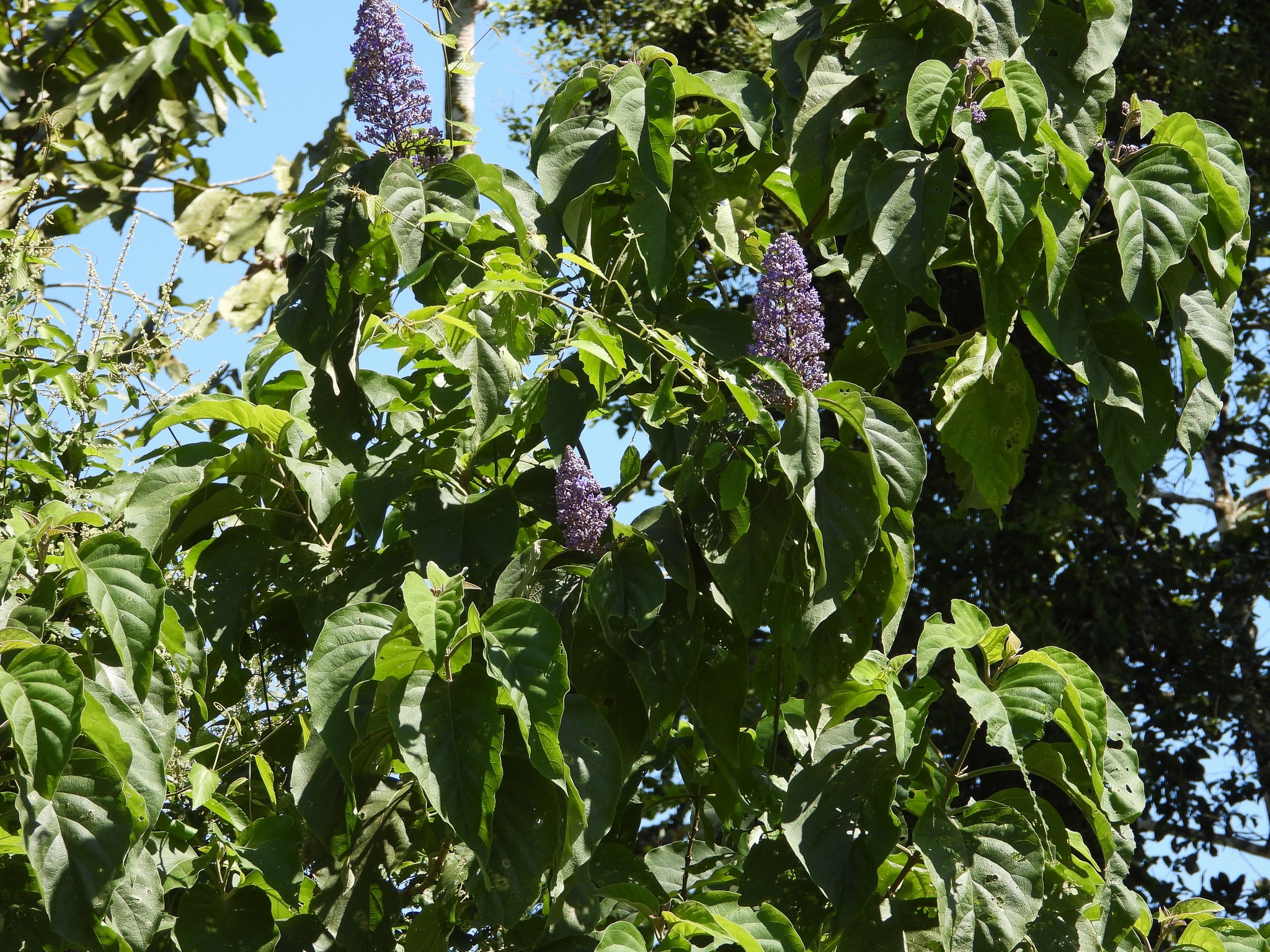 Cornutia Plum. ex L.