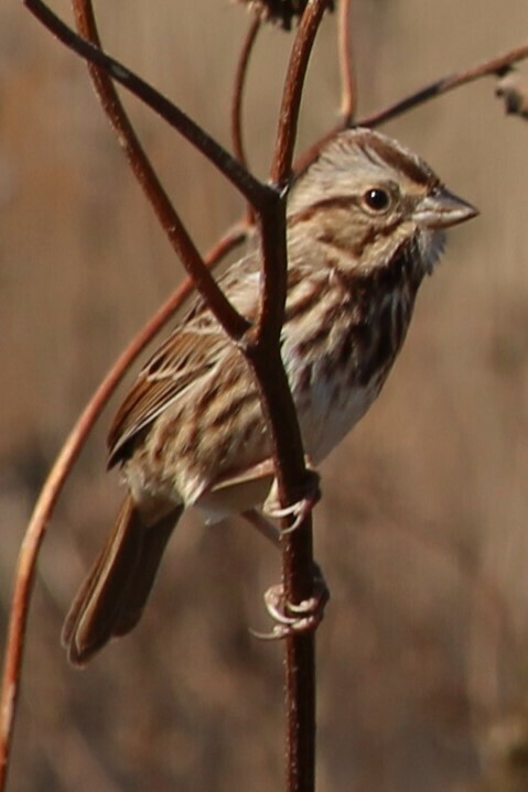 Song Sparrow from West Alton, MO, USA on November 2, 2023 at 12:34 PM ...