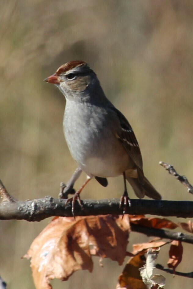White-crowned Sparrow from West Alton, MO, USA on November 2, 2023 at ...