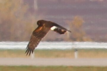 Northern Harrier in November 2023 by Craig Burkhart · iNaturalist