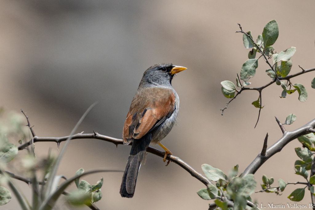 Great Inca-Finch from Trujillo, Perú on October 27, 2023 at 11:23 AM by ...