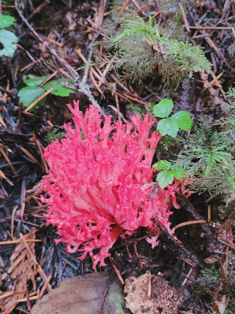 Ramaria araiospora rubella from Port Angeles, WA 98363, USA on November ...