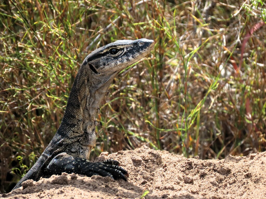 Southern Heath Monitor from Nanarup WA 6330, Australia on March 15 ...