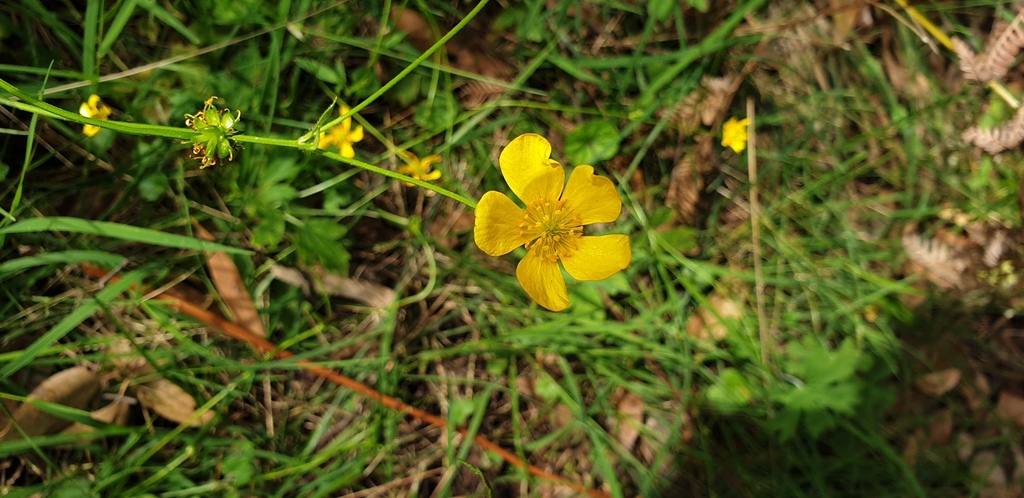 Australian Buttercup from Spring Mount Conservation Park on November 3 ...