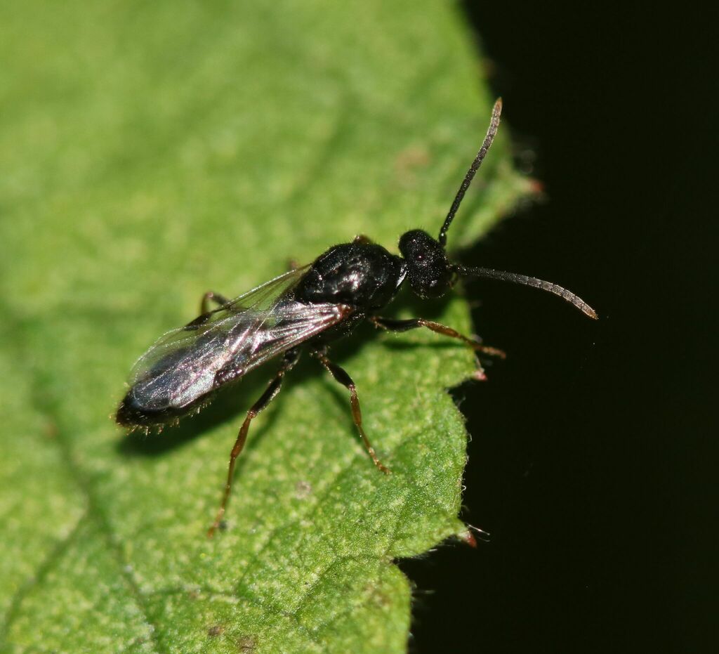 Eastern Dracula Ant from North Stamford, Stamford, CT on October 3 ...