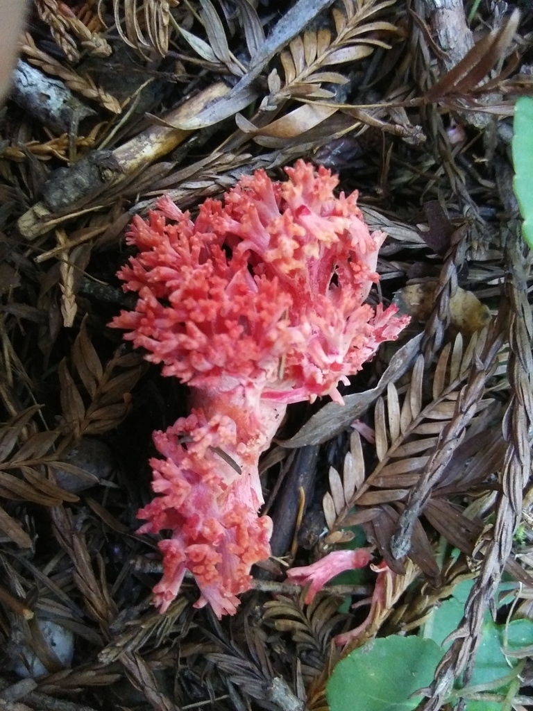 Ramaria araiospora rubella from 127011 Newton B. Drury Scenic Pkwy ...