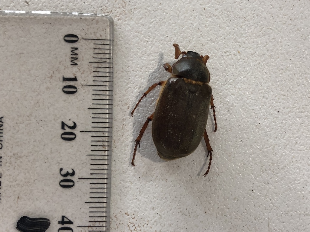 Scarabs from Mt. Thompson Memorial Gardens, Holland Park, QLD, AU on ...