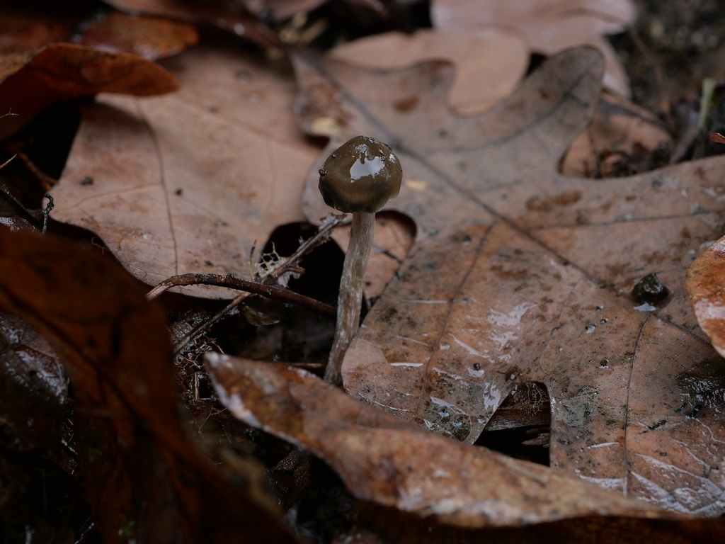 Psilocybe baeocystis in October 2023 by scapo9688. Small fruiting in ...