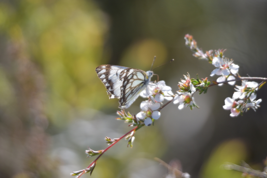 Caper White from Walkerville VIC 3956, Australia on October 28, 2023 at ...