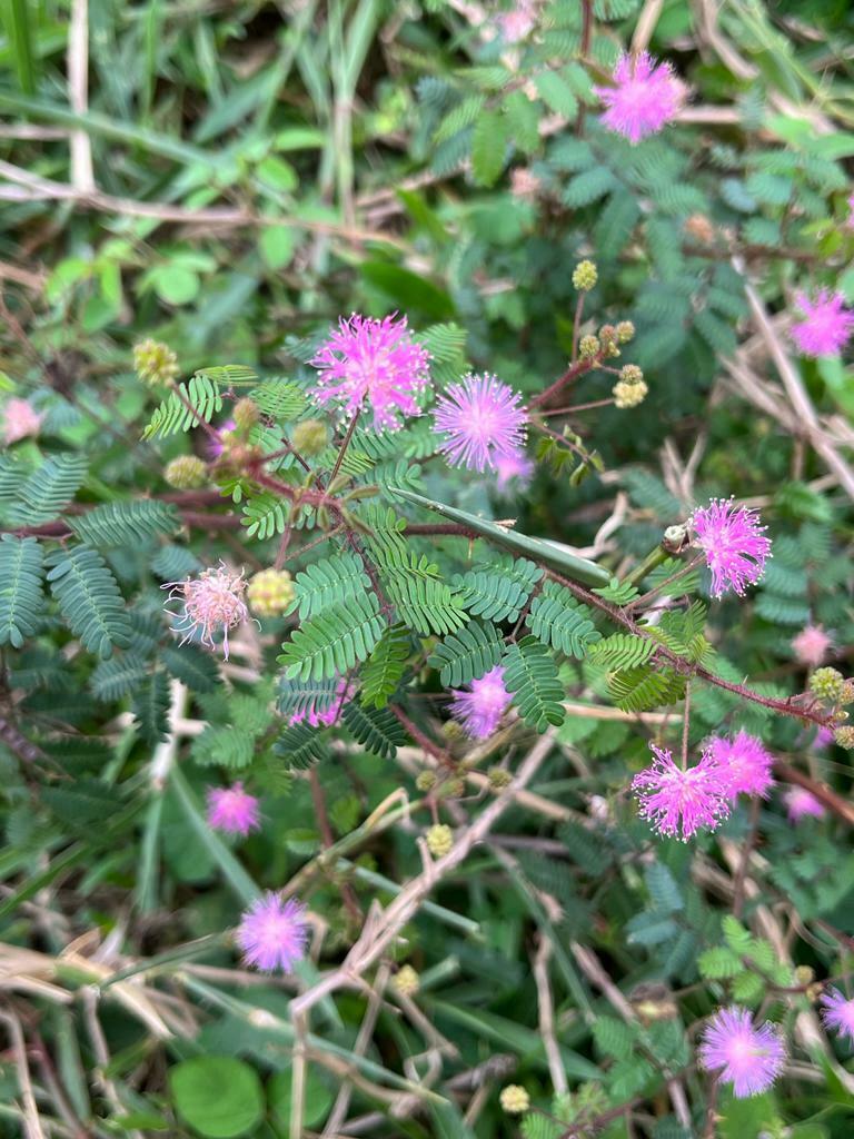 littleleaf sensitive-briar from Tres Valles, Ver., México on November 2 ...