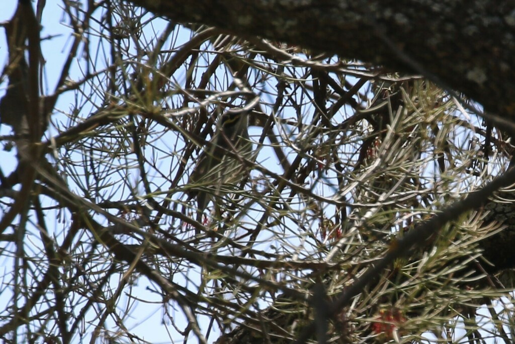Yellow-faced Honeyeater from Cotter, Casuarina Sands, ACT, Australia on November 3, 2023 at 11: ...
